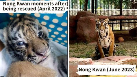 Olivia Swaak Goldman On Linkedin Tigers Wildlife Traffickers