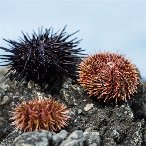 How To Cook Sea Urchin Roe At Sophie Olsen Blog