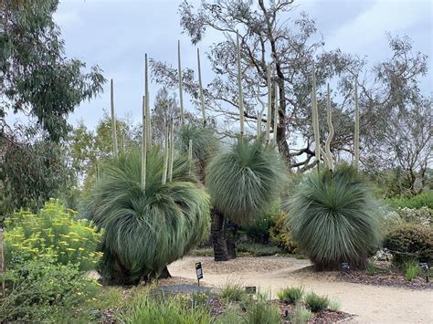 Pye Monday Grass Trees At The Local Royal Botanic Gardens Raustralian