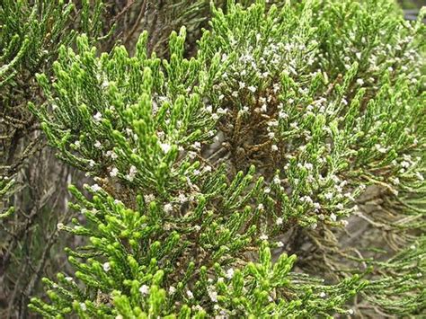 Ozothamnus Cupressoides Ecured