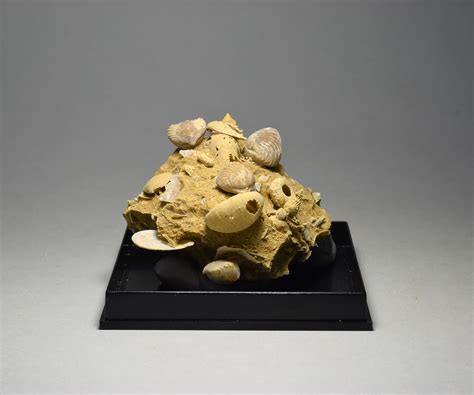 Silicified Echinoids And Crinoids In Limestone Matrix