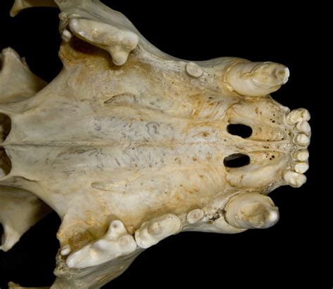 Adw Panthera Pardus Specimens