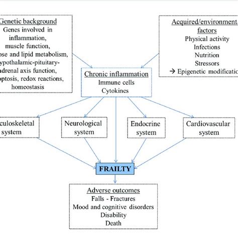 The Proposed Pathogenetic Pathways Leading To Frailty Development