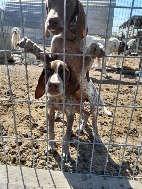 כלב פוינטר גורי פוינטר מתאים למשק חקלאי