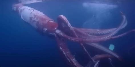 Real Colossal Squid