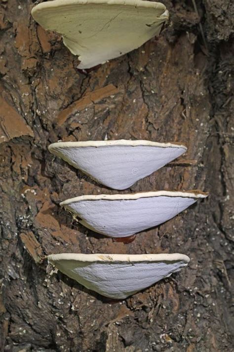 Ganoderma Applanatum Is Parasitic And Saprophyticand Grows As A