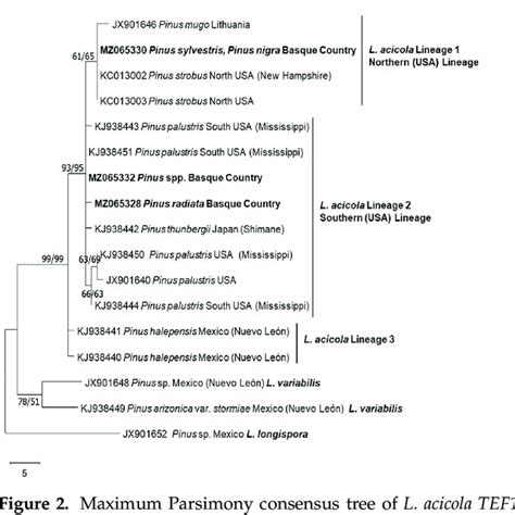 maximum parsimony consensus tree of l acicola tef1 sequences the