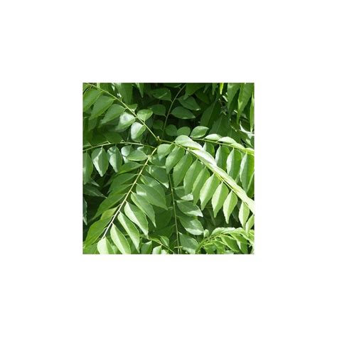 Murraya Koenigii Seeds Indian Curry Tree Leaves For Sale