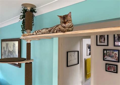 Compact Cat Trees For A Multi Cat Household