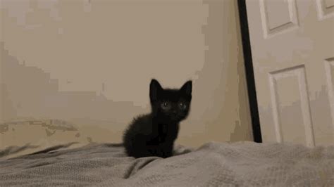 Cute Black Kitten 
