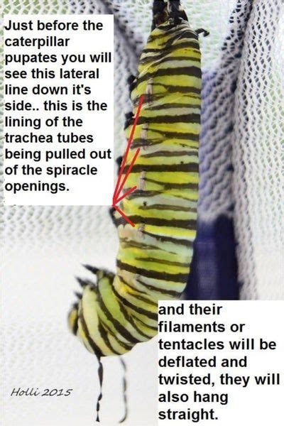Monarch Chrysalis Problems And Normal Development Life Cycle Stage 3