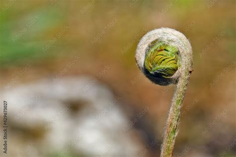 Hydrocotyle Vulgaris Also Known As Marsh Pennywort Common Pennywort Water Naval Money Plant