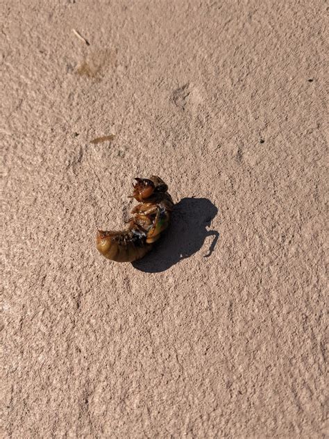 Found This Big Dead Bug In My Pool Rwhatisthisbug Found This Big Dead Bug In My Pool Rwhatisthisbug