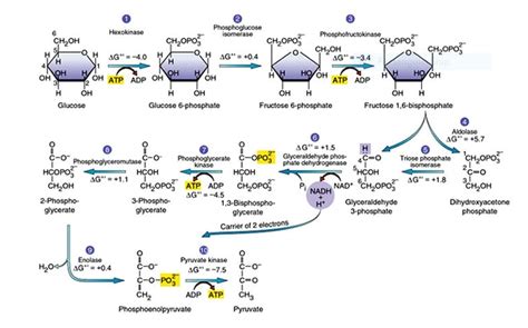 [solved] In What Steps Of Glycolysis Does Substrate Level Phosphorylation Course Hero