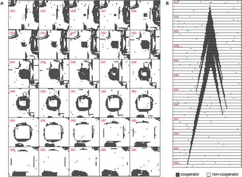 Example Of A Full Lifecycle Of A Cooperator Patch In A A Bulky And