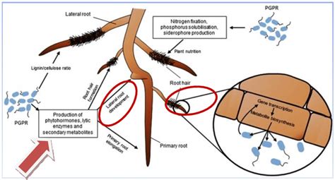 The Effect Of Phytostimulating Of Pgpr On Rsa The Figure Is Adapted