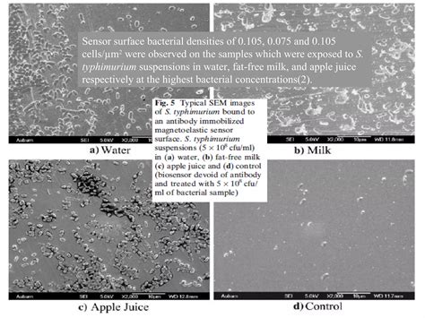 Microbial Biosensors Ppt