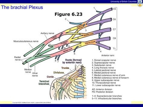 Suprascapular Nerve Brachial Plexus