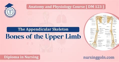 Bones Of The Upper Limb The Appendicular Skeleton Nursing And Midwifery Gurukul Goln