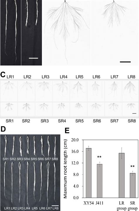 Root Phenotype Of Wheat Varieties Xy54 J411 The Lr Group Long Root