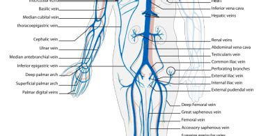 Vein Composition Archives Pediaa Com