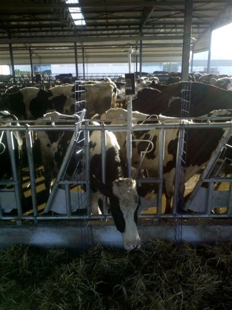 Architecture Of The Decision Tree Download Scientific Diagram