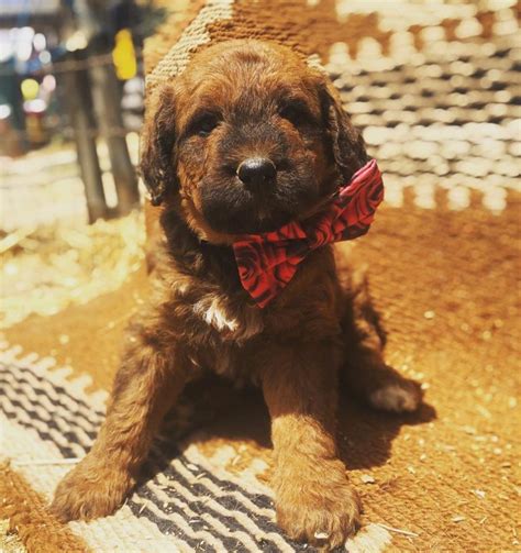 Rottie Poo And Rottle Guide Rottweiler Poodle Mix We Love Doodles
