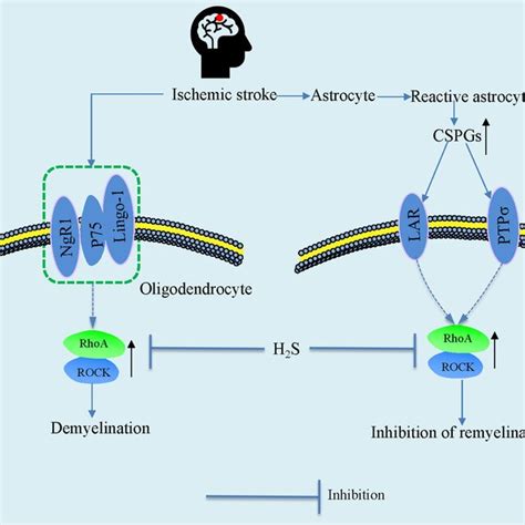 The Role Of Rhoarock Pathway In The Demyelination Following Ischemic Download Scientific