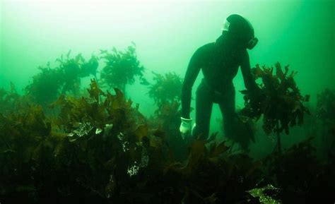 During Each 20 30ft Dive Aiko Looked Like She Was On The Moon She Moved Slowly Above The