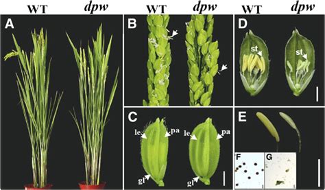 Phenotypic Comparison Between The Wild Type And The Dpw Mutant A A