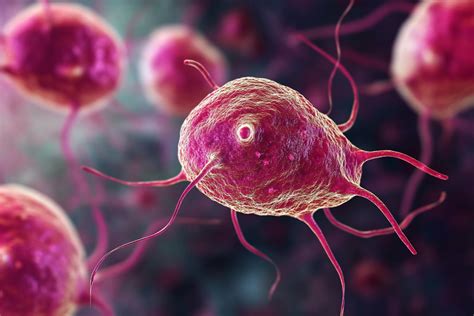 Trichomoniasis Bacteria