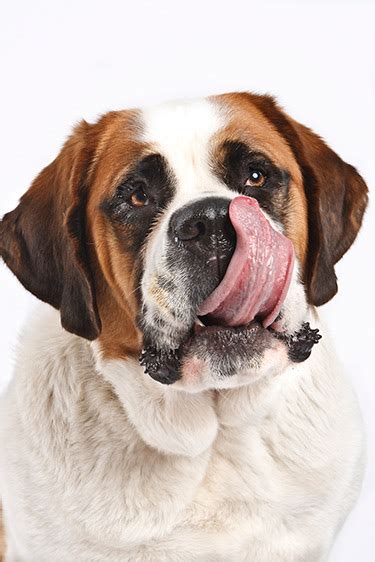 Barbara Obrien Photography News St Bernards