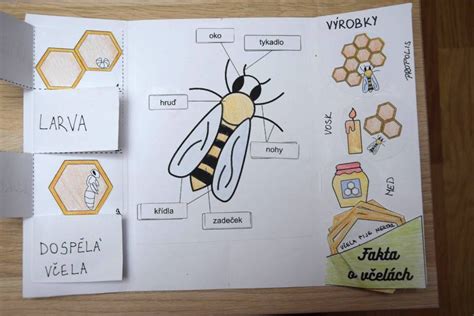 Lapbook Včely Pdf Podklady Kuncickacz