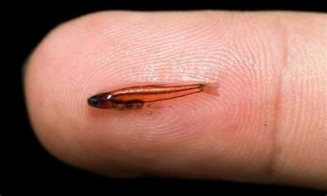 Kenali Ikan Terkecil Di Dunia Umpan
