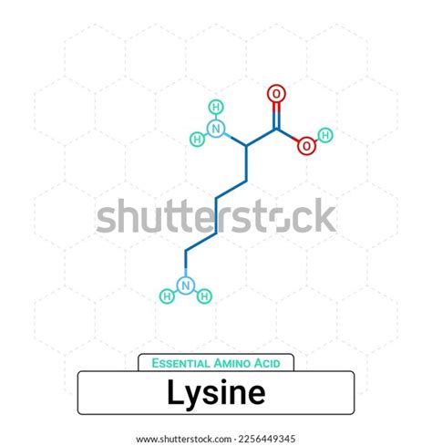 Lysine Chemical Structure Essential Amino Acid Stock Vector Royalty