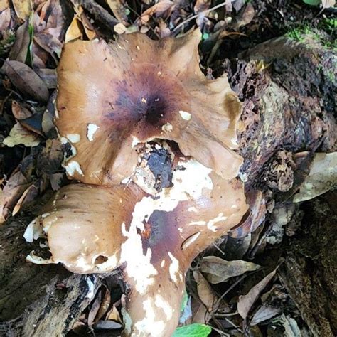 검정대구멍장이버섯