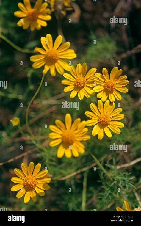 Fleur De Sonki Banque De Photographies Et Dimages à Haute Résolution Alamy