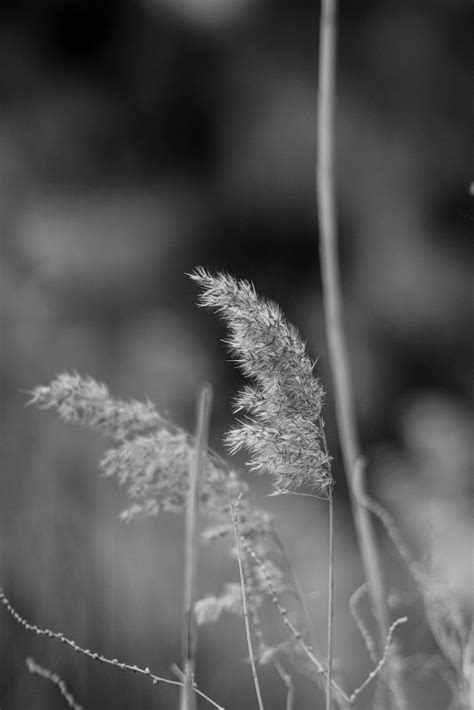 Nature Forest Grass Texture Photos Download The Best Free Nature Forest Grass Texture Stock
