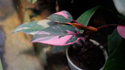How To Maintain The Variegation On Pink Princess Philodendron
