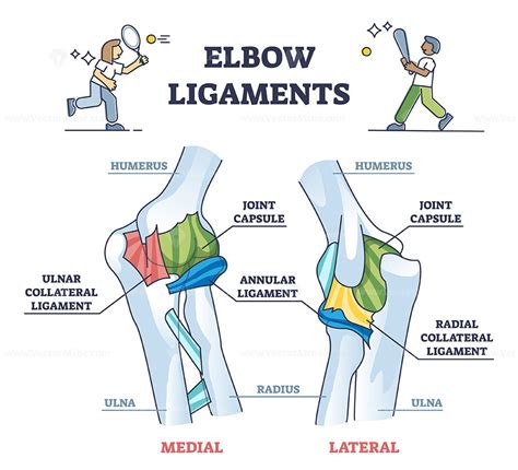Elbow Ligaments
