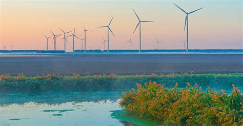 Tepi Danau Dengan Buluh Dan Bunga Liar Layu Di Lahan Basah Di Bawah