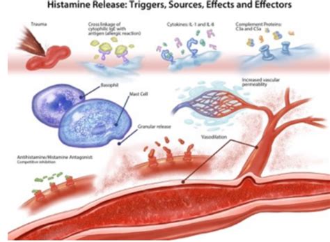 Ch 3 Section 5 Cell Derived Mediators Of Inflammation Flashcards Quizlet