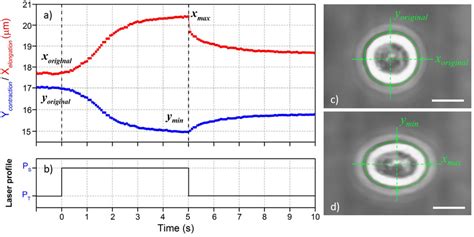 Single Cell Optical Stretching A Cell Dimension Variation During