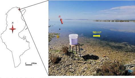 Figure 1 From Solar Orientation In Sphaeroma Serratum From Ghar El Melh