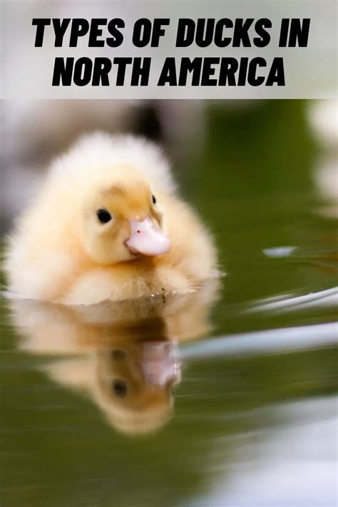 18 Types Of Ducks In North America With Pictures 2024