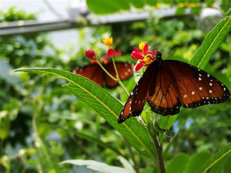 The Butterfly Cycle Of Life In Photos Hubpages