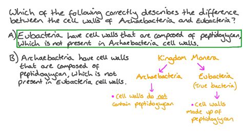 Archaea Vs Bacteria Cell Wall