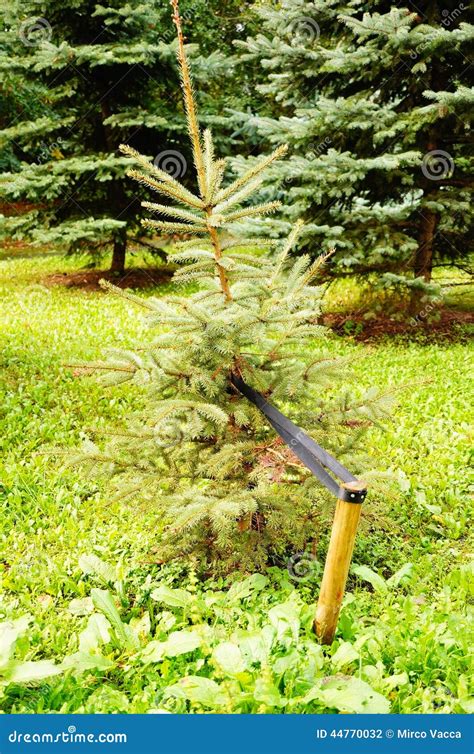 Tied Up Tree Seedling Close Up Leather Padding To Prevent Damage To Tree Bark Stock Image