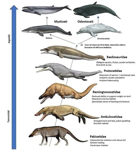 Dolphin Evolution Chart Evolution Of Hearing Under Water And Timeline