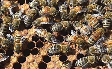 What Colors Do Bees Hate In 2024 Maze Info